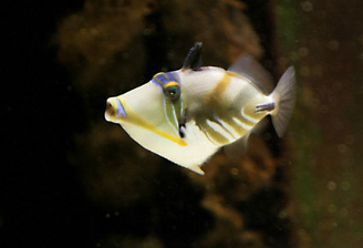 Stock Fish Images