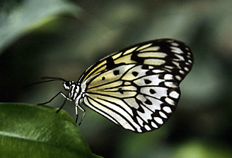 Insects Stock Images