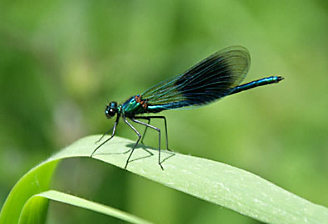 Insects Stock Images