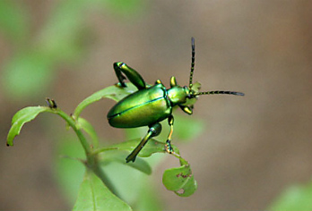 Insects Stock Images